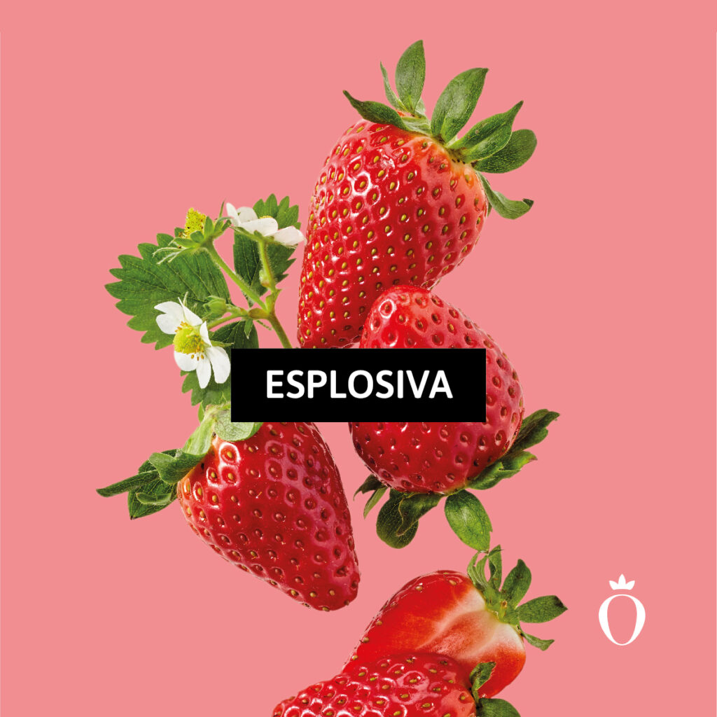 Candonga | Rossetti Brand Design